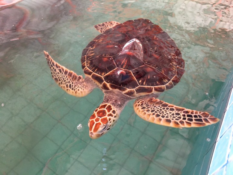 Visiting The Royal Thai Navy Sea Turtle Conservation Project In Khao ...